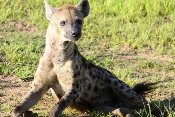 Hyena | Crocvalley Camp