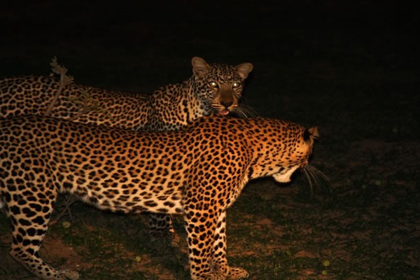 Game Drive Leopards | Crocvalley Camp